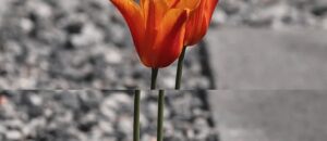 [Fix] Screen Tearing When Watching Videos (100% Working) - Techdim